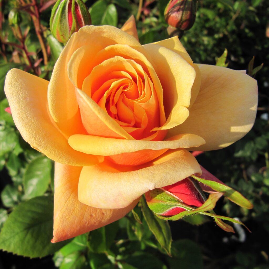David's Delight rose | Orange Climbing rose | Garden Roses