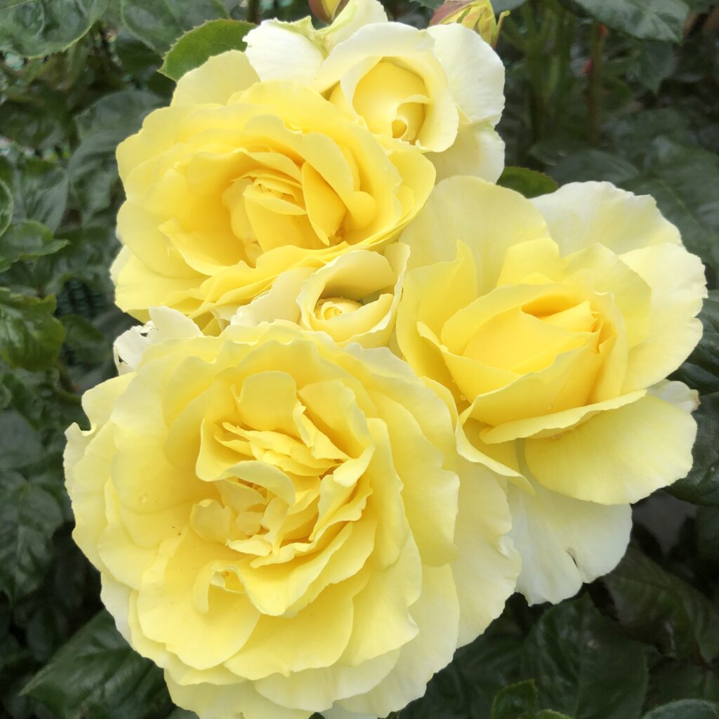 Just James rose | Yellow Climbing rose | Garden Roses